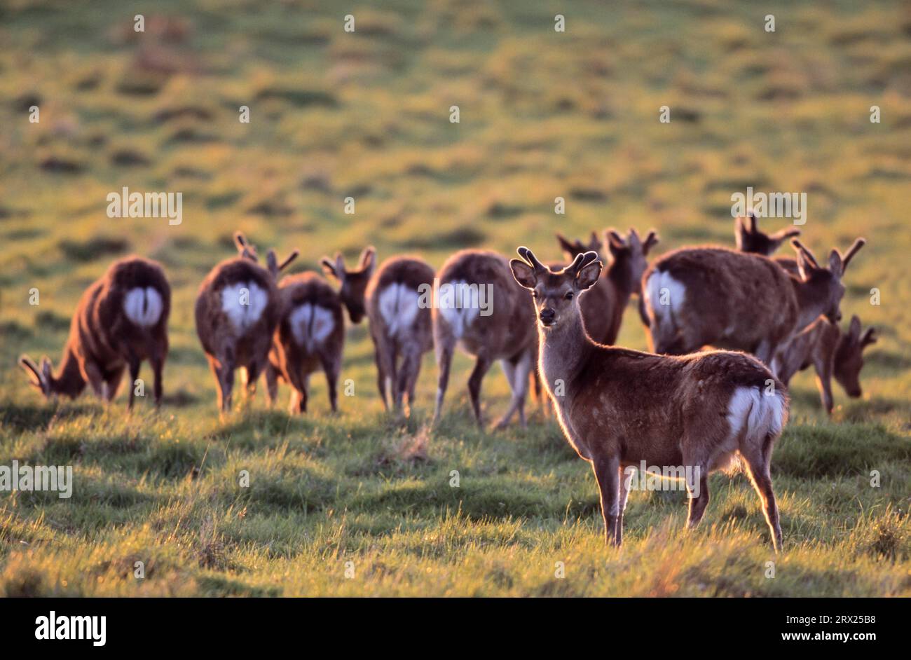 Subspecies: Japanese Sika, Sika Deer stags with velvet-covered antler ...