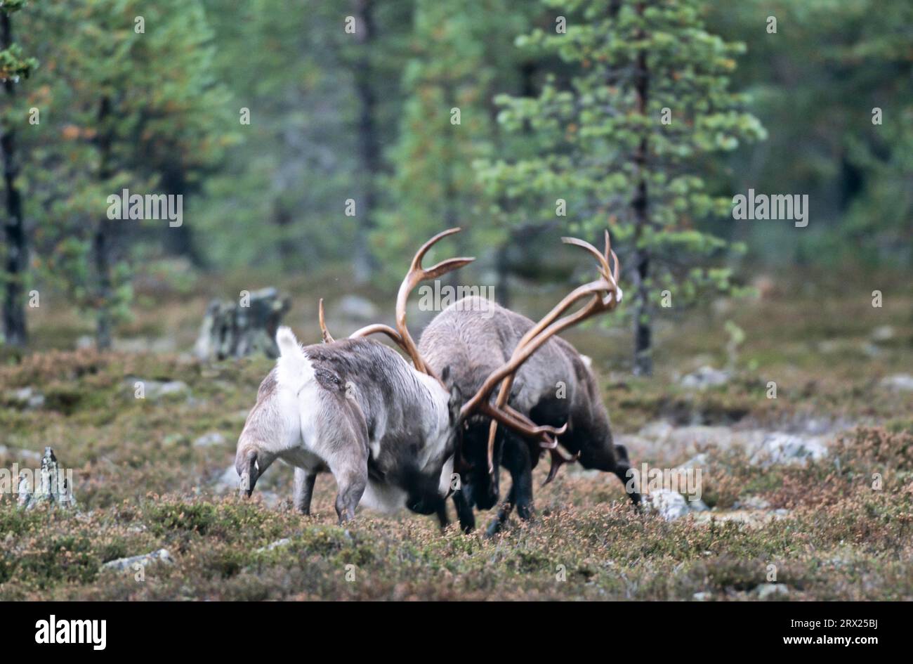 Fighting reindeer (Rangifer tarandus) in the rut (Eurasian Tundra) (Ren ...