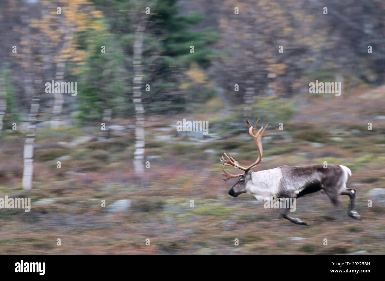 Bull reindeer hi-res stock photography and images - Alamy