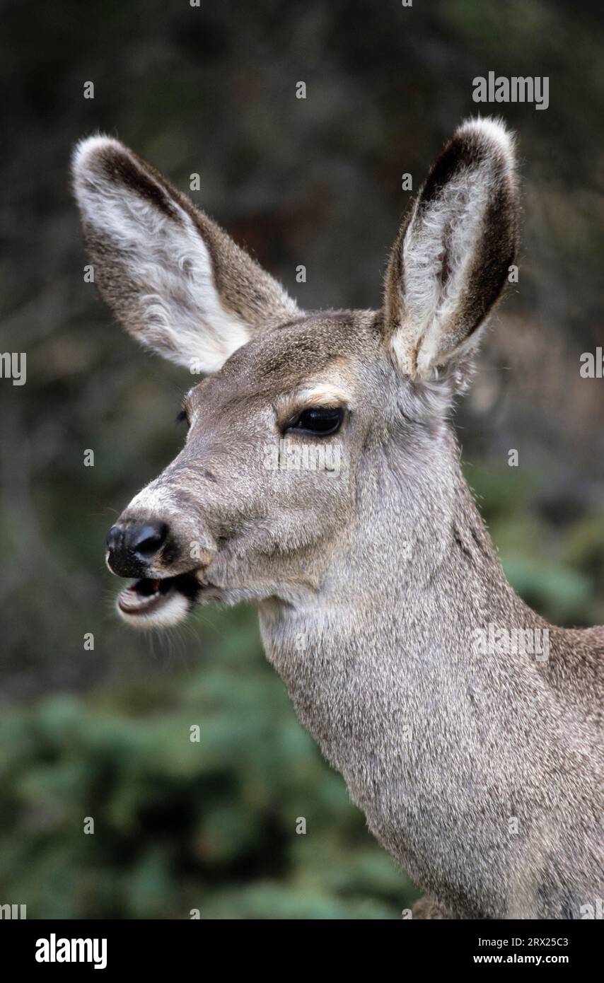 Portrait of a female Mule Deer (Odocoileus hemionus) in springtime ...