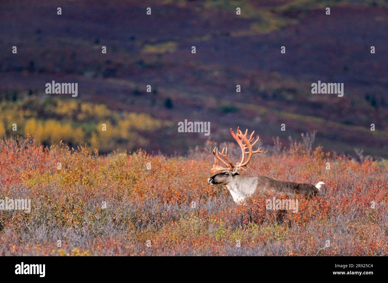 Reindeer (Rangifer tarandus) standing in the autumn tundra (Alaskan ...