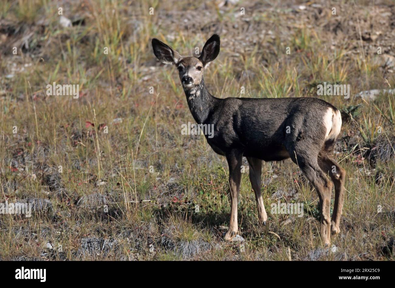 Black-tailed Deer calf in springtime looking alert (mule deer ...