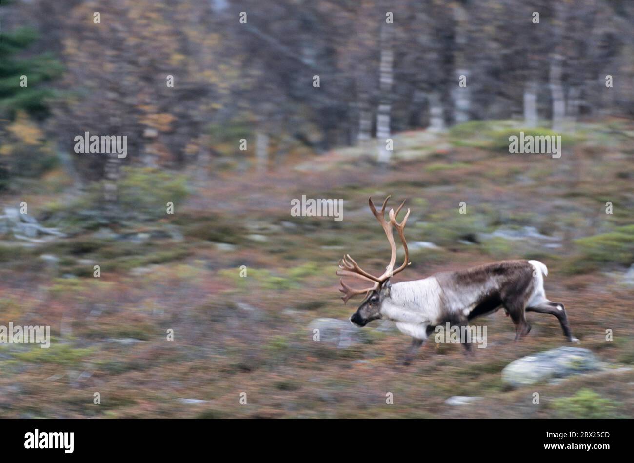 Bull Reindeer (Rangifer tarandus) in the rutting season (Eurasian ...