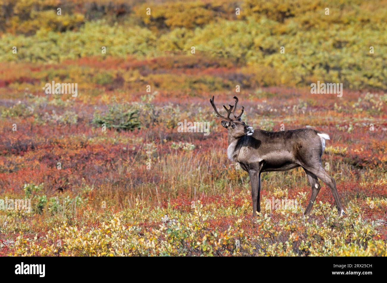Reindeer (Rangifer tarandus) with velvet antler in autumnally tundra ...
