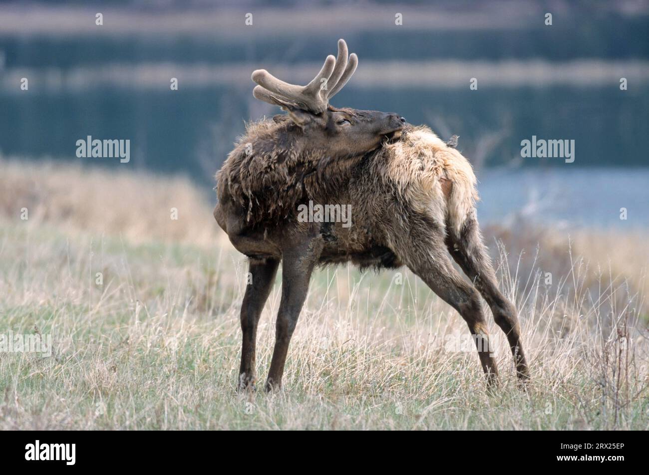 American elk (Cervus canadensis) with Brown-headed Cowbird (Molothrus ...