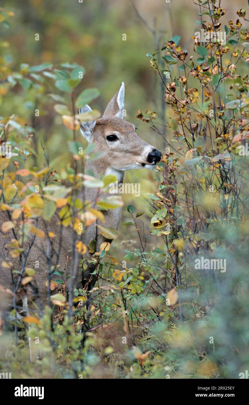 White-tailed Deer (Odocoileus virginianus) female in an alder thicket (Virginia Deer), White ...