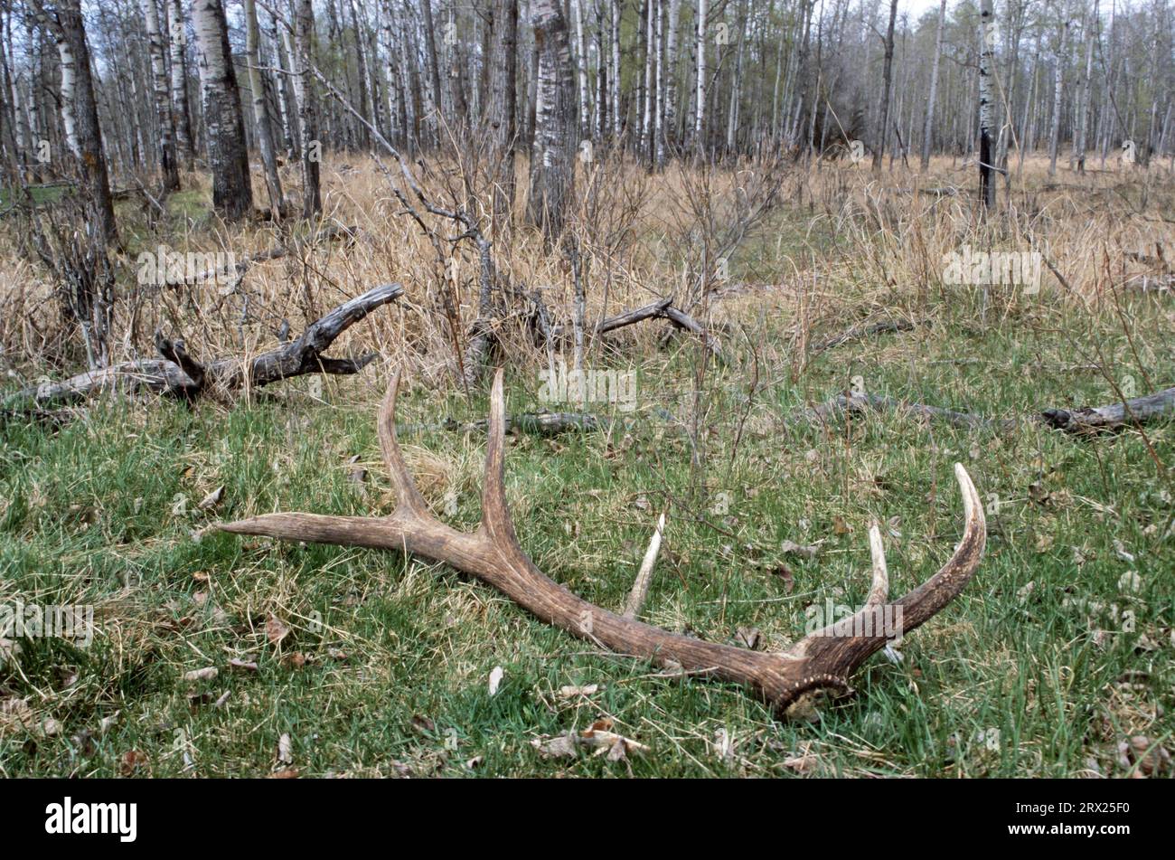 Cervus canadensis manitobensis hi-res stock photography and images - Alamy
