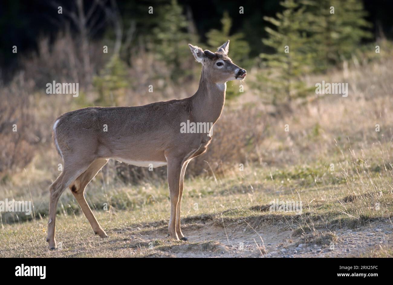 White-tailed deer (Odocoileus virginianus) with velvet-covered antler ...