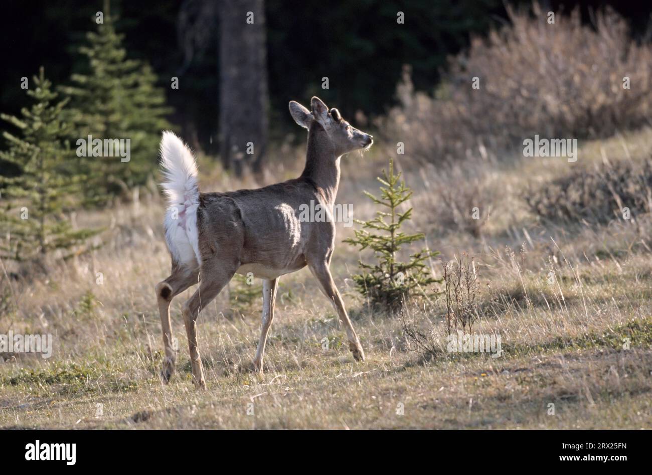 White-tailed deer (Odocoileus virginianus) with velvet-covered antler ...