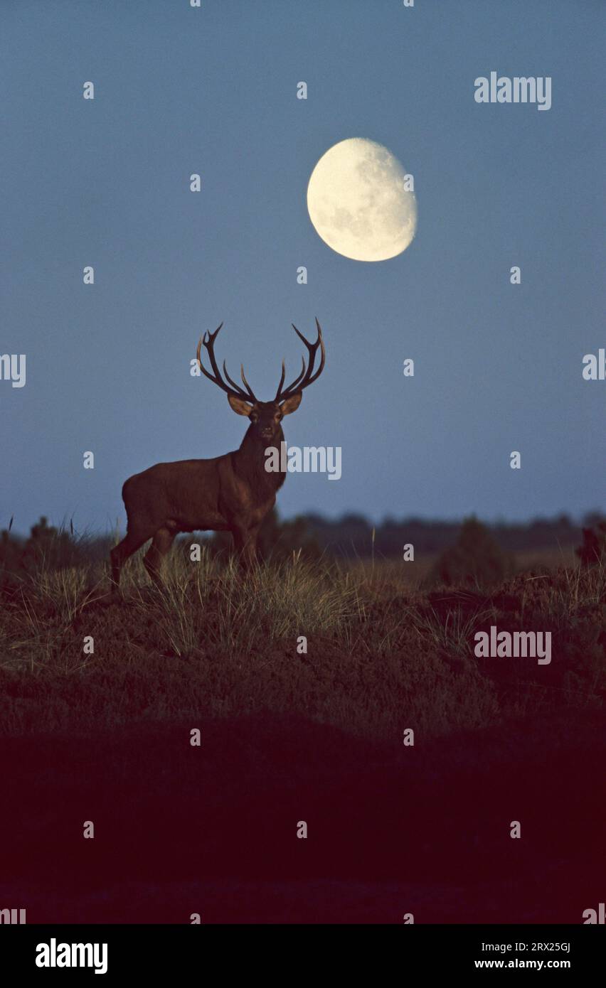 Red deer stag standing in heath in front of the moon (M), Cervus ...