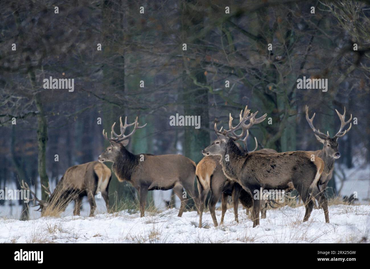 Red deer (Cervus elaphus) in winter at a forest edge, Red deer stags in ...