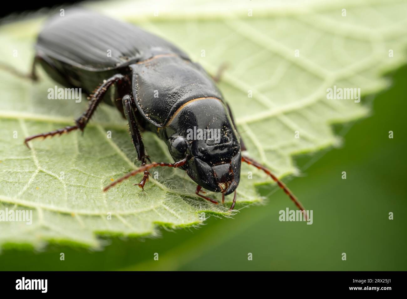 Beetle exploration hi-res stock photography and images - Alamy