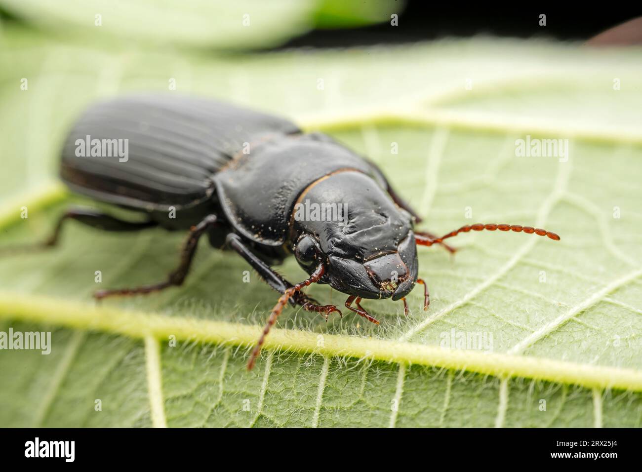 Beetle habitats hi-res stock photography and images - Alamy