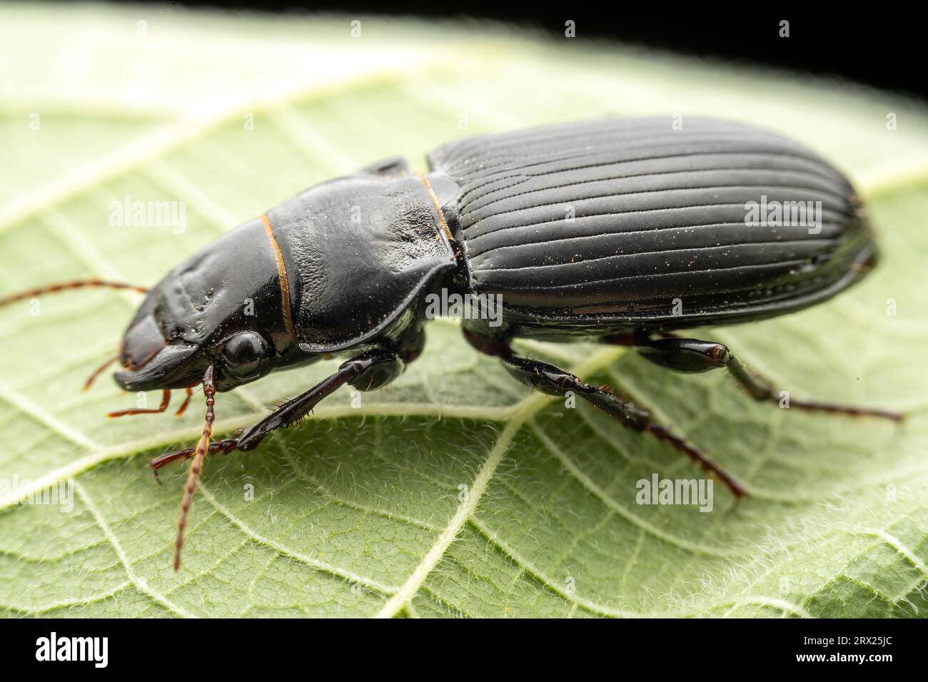 Beetle exploration hi-res stock photography and images - Alamy