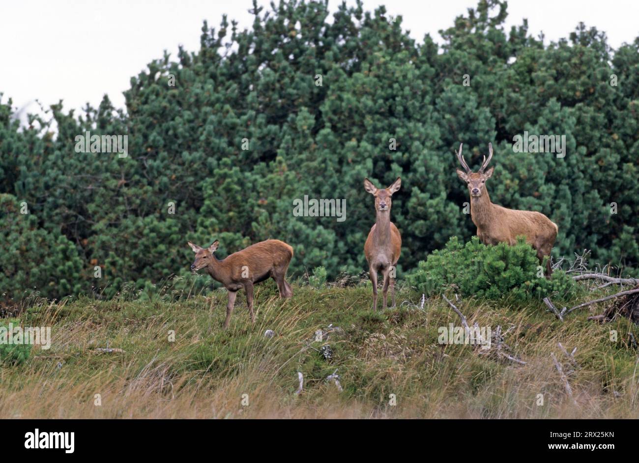 Young Red Deer (Cervus elaphus), hind and calf observing alertly the ...