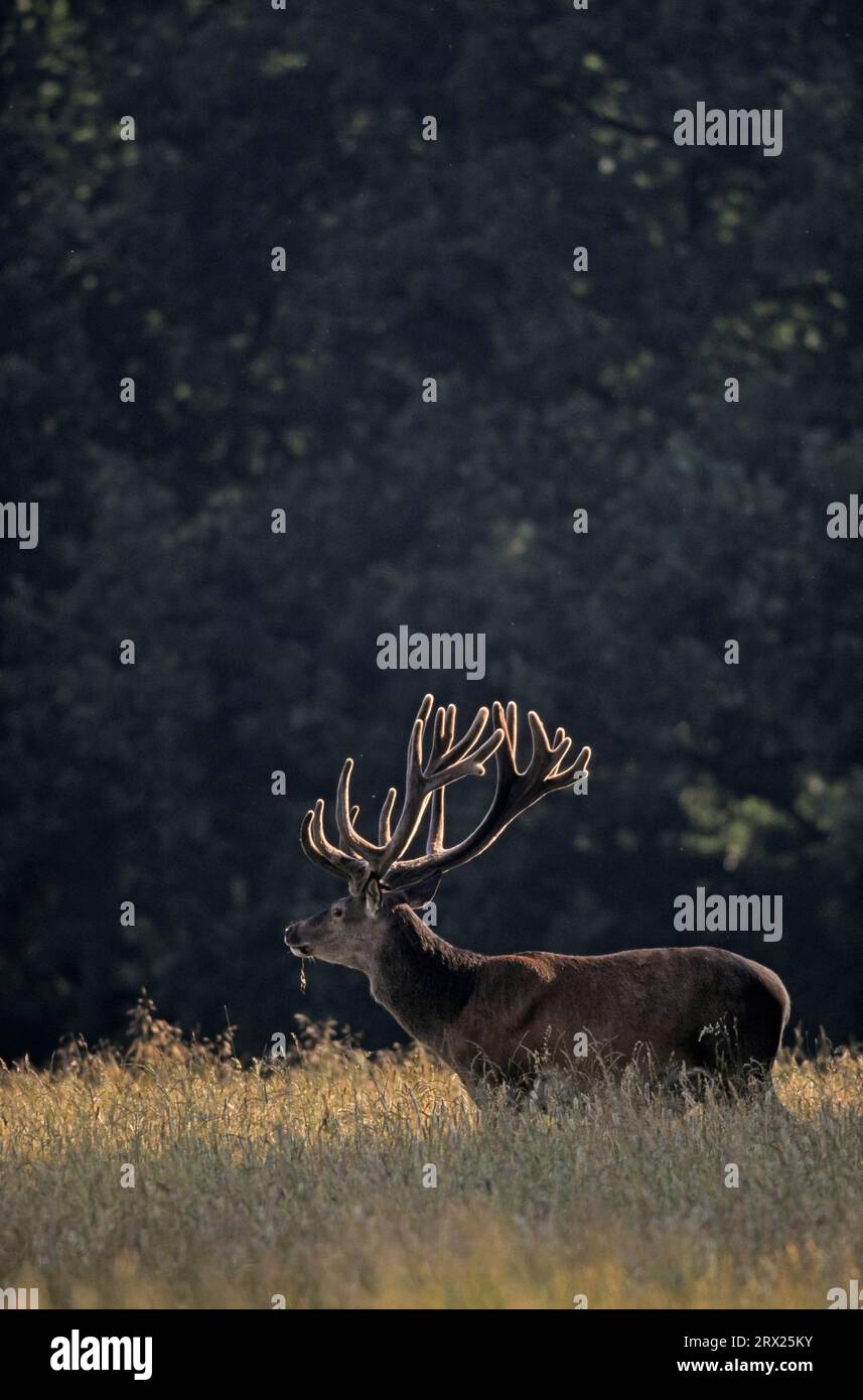 Red deer (Cervus elaphus) with velvet antler in backlight, Red deer ...