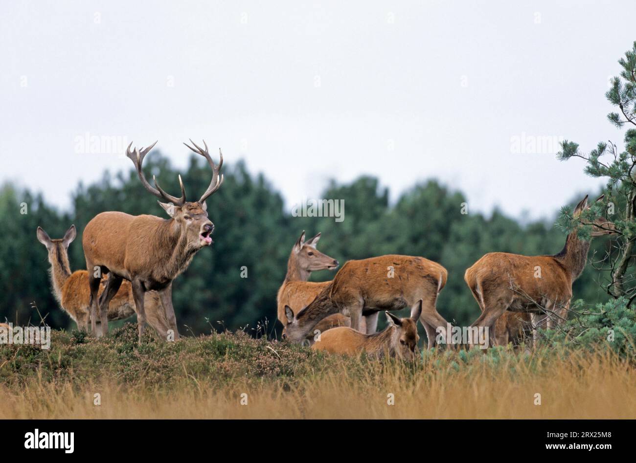 Roaring red deer (Cervus elaphus), hinds and calves standing on a hill ...