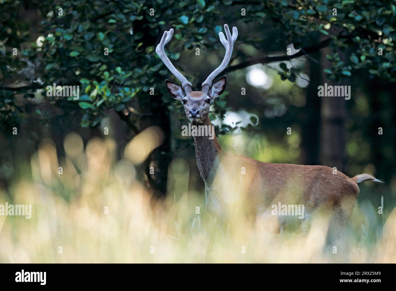 Young red deer (Cervus elaphus) with velvet-covered antler on a forest ...