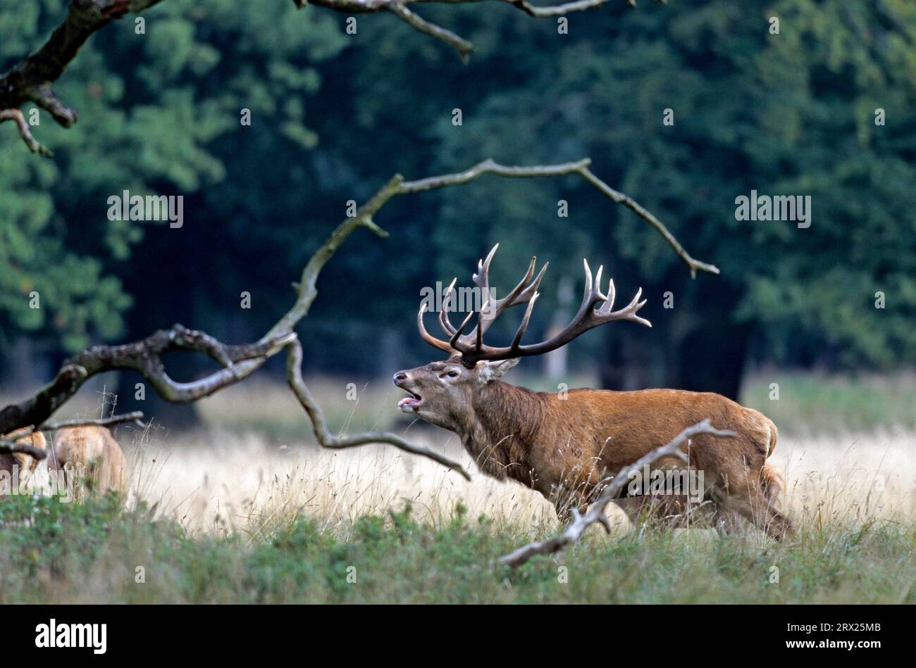 Roaring Red Deer (Cervus elaphus) and hinds on a forest meadow (Krondyr ...