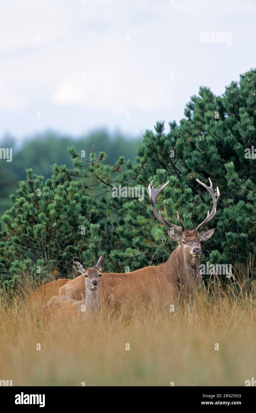 Red deer (Cervus elaphus), hind and calf in a dune landscape (Red Deer ...