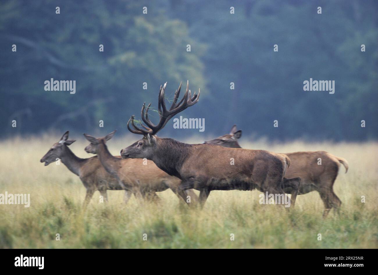 Noble posture hi-res stock photography and images - Alamy