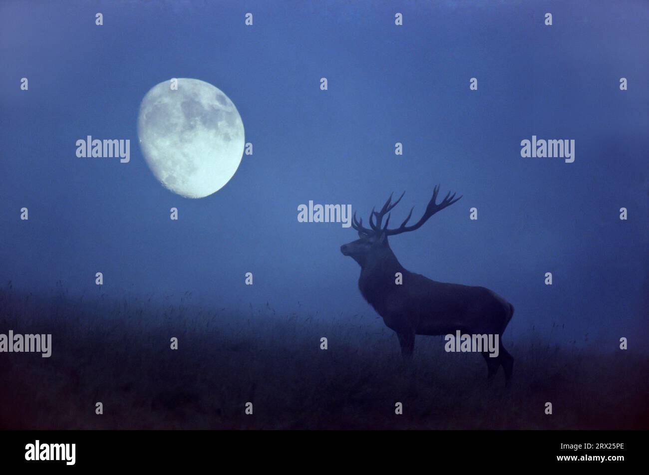 Red Deer stag on a forest glade in front of moon (M), Cervus elaphus (M ...