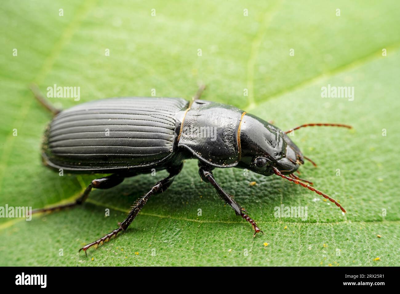 Beetle exploration hi-res stock photography and images - Alamy