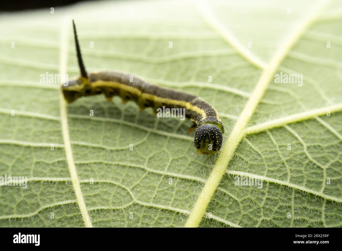 hornworms in the wild state Stock Photo - Alamy