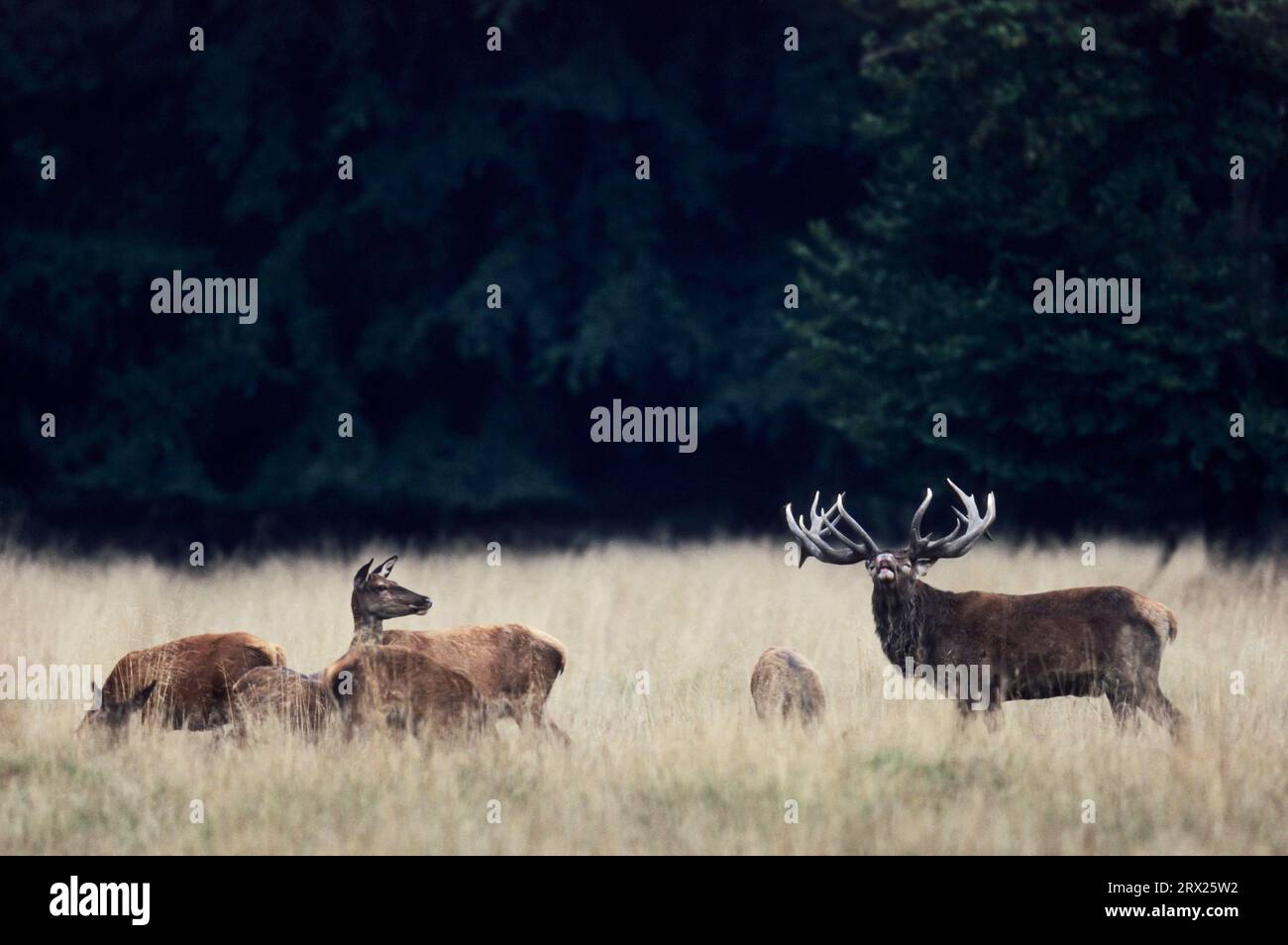 Stag and calf standing hi-res stock photography and images - Alamy