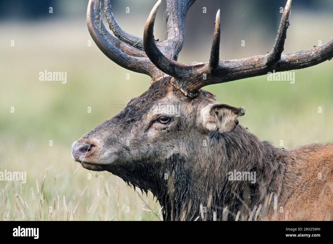 Portrait of a Red Deer (Cervus elaphus) on a forest meadow (Edelhirsch ...