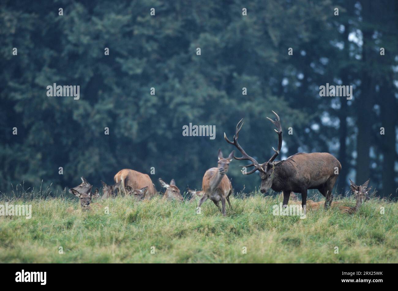 Red deer (Cervus elaphus) testing the receptiveness from a hind ...