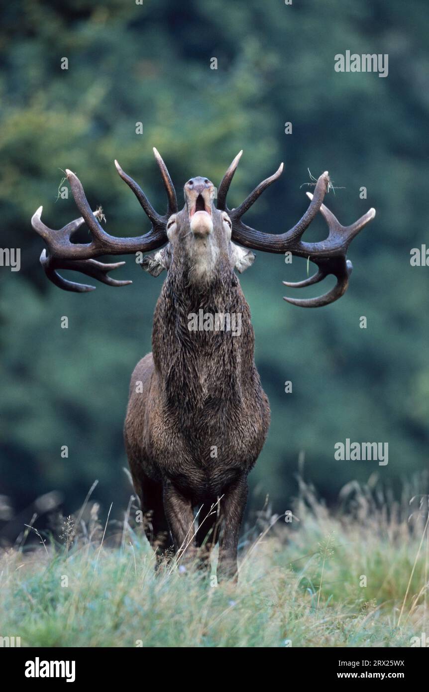 Roaring Red Deer (Cervus elaphus) on a forest meadow (Edelhirsch) (Red ...