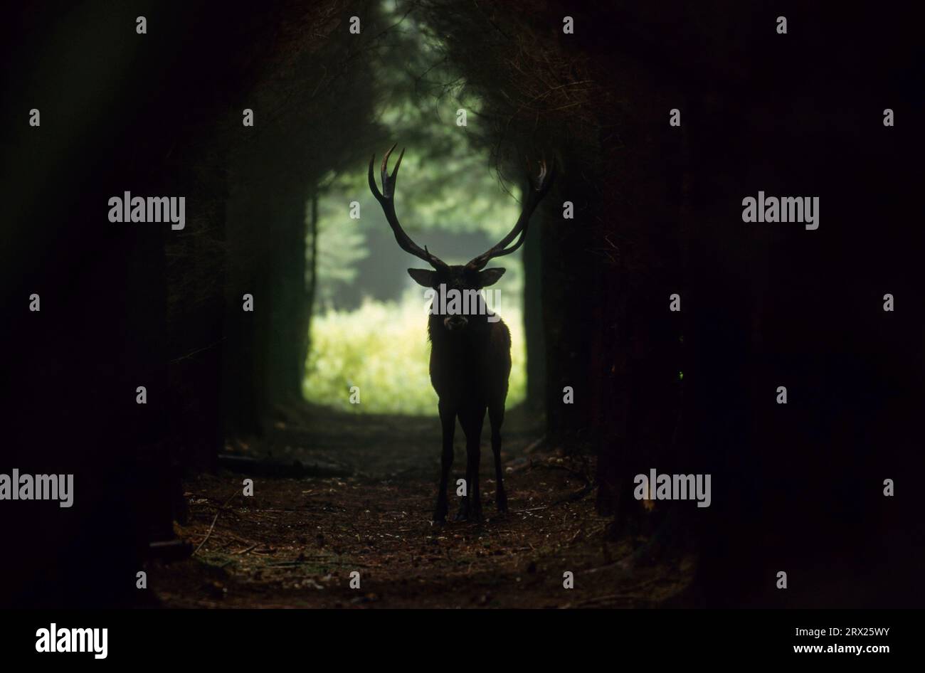 Red Deer (Cervus elaphus) standing in a forest aisle (Edelhirsch), Red ...