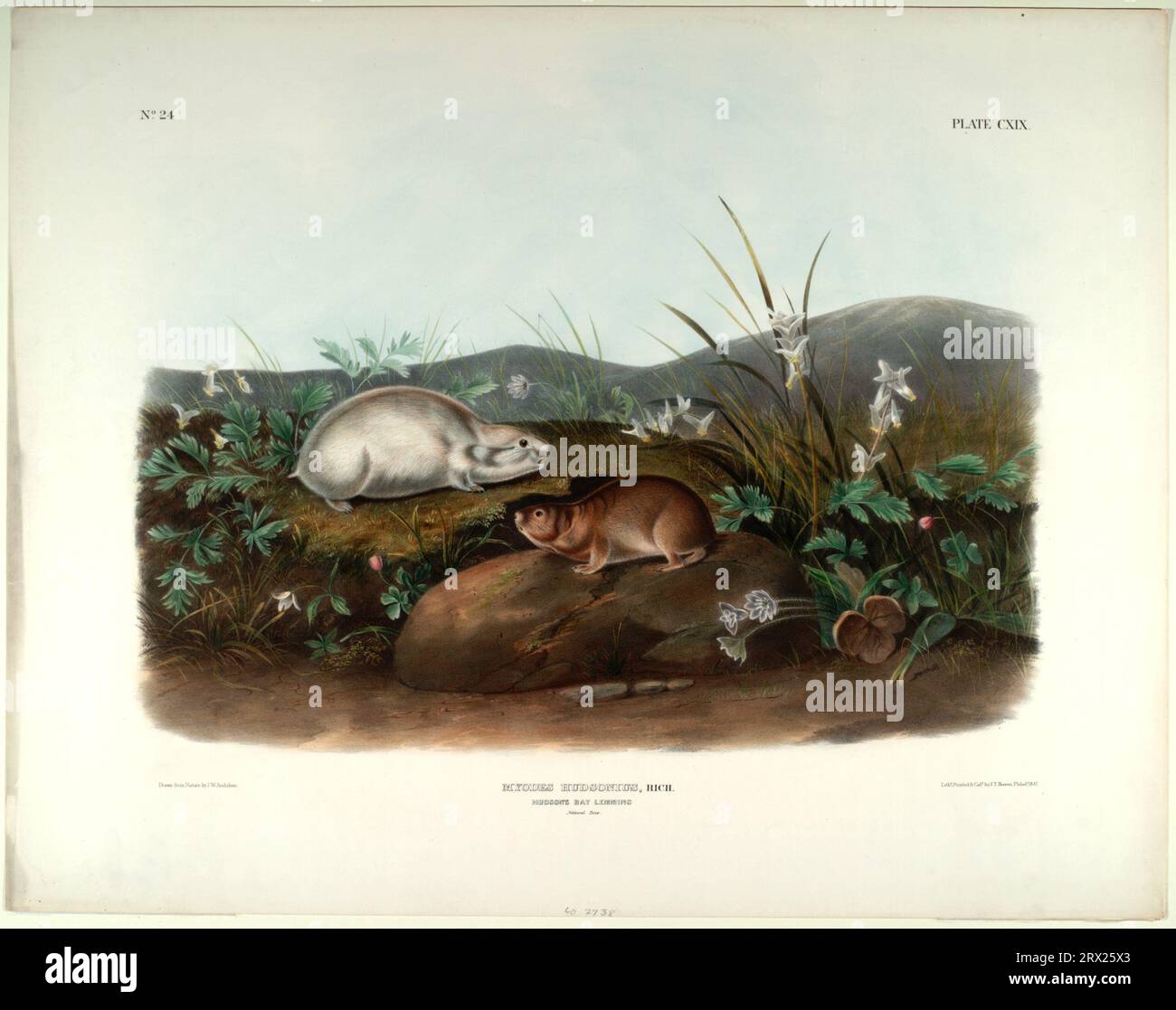 Lithograph, "Myodes Hudsonius, Rich." DL*60.2738. Peters Prints ...