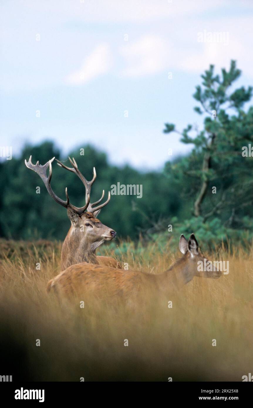 Red Deer (Cervus elaphus) and calf in a dune landscape (Red Deer), Red ...