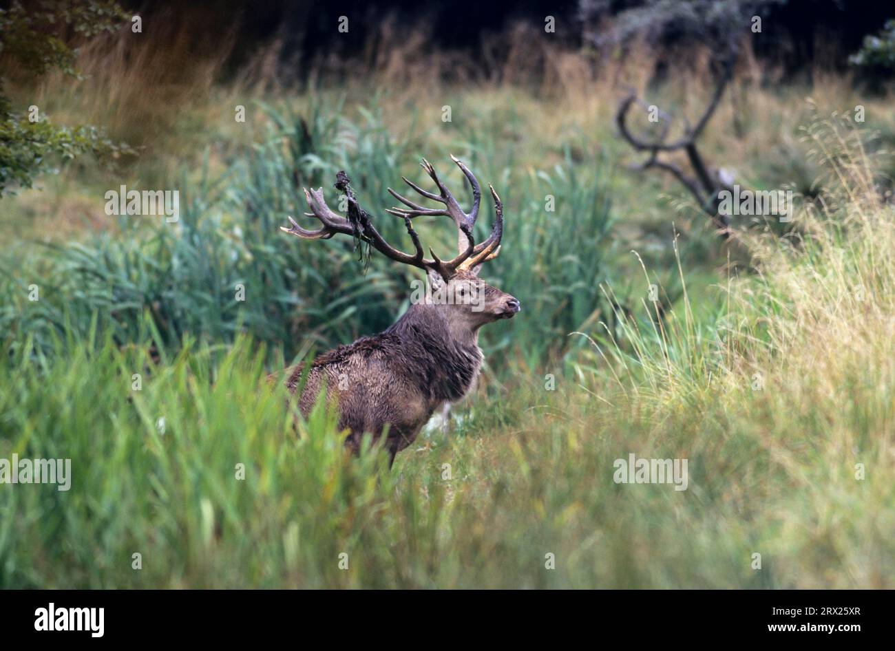 Red deer (Cervus elaphus) securing at the border of a reed belt ...