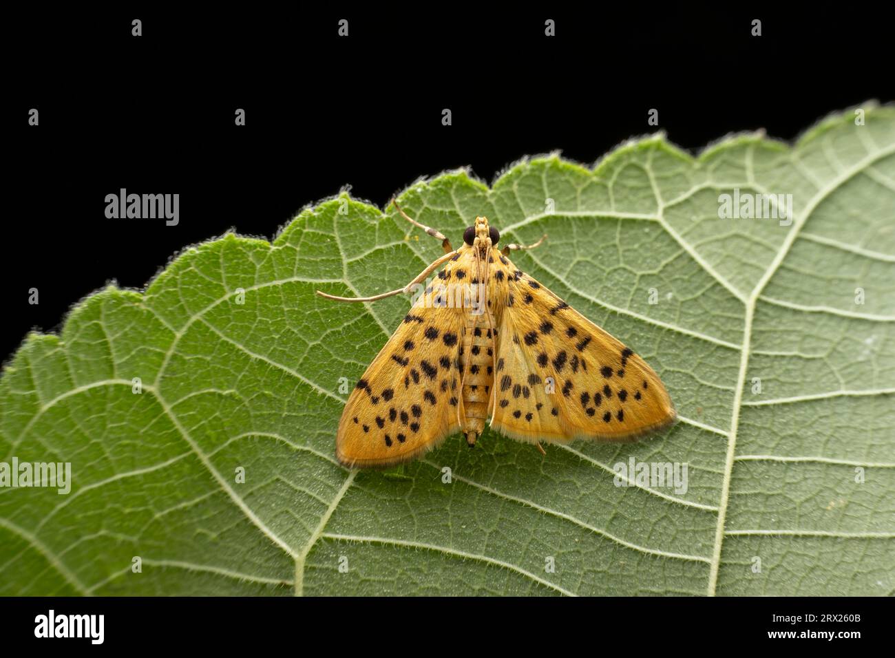 Peach borer hi-res stock photography and images - Alamy