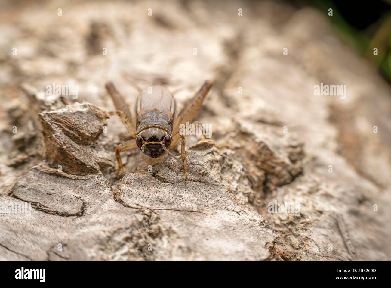 Cricket in its habitat hi-res stock photography and images - Alamy
