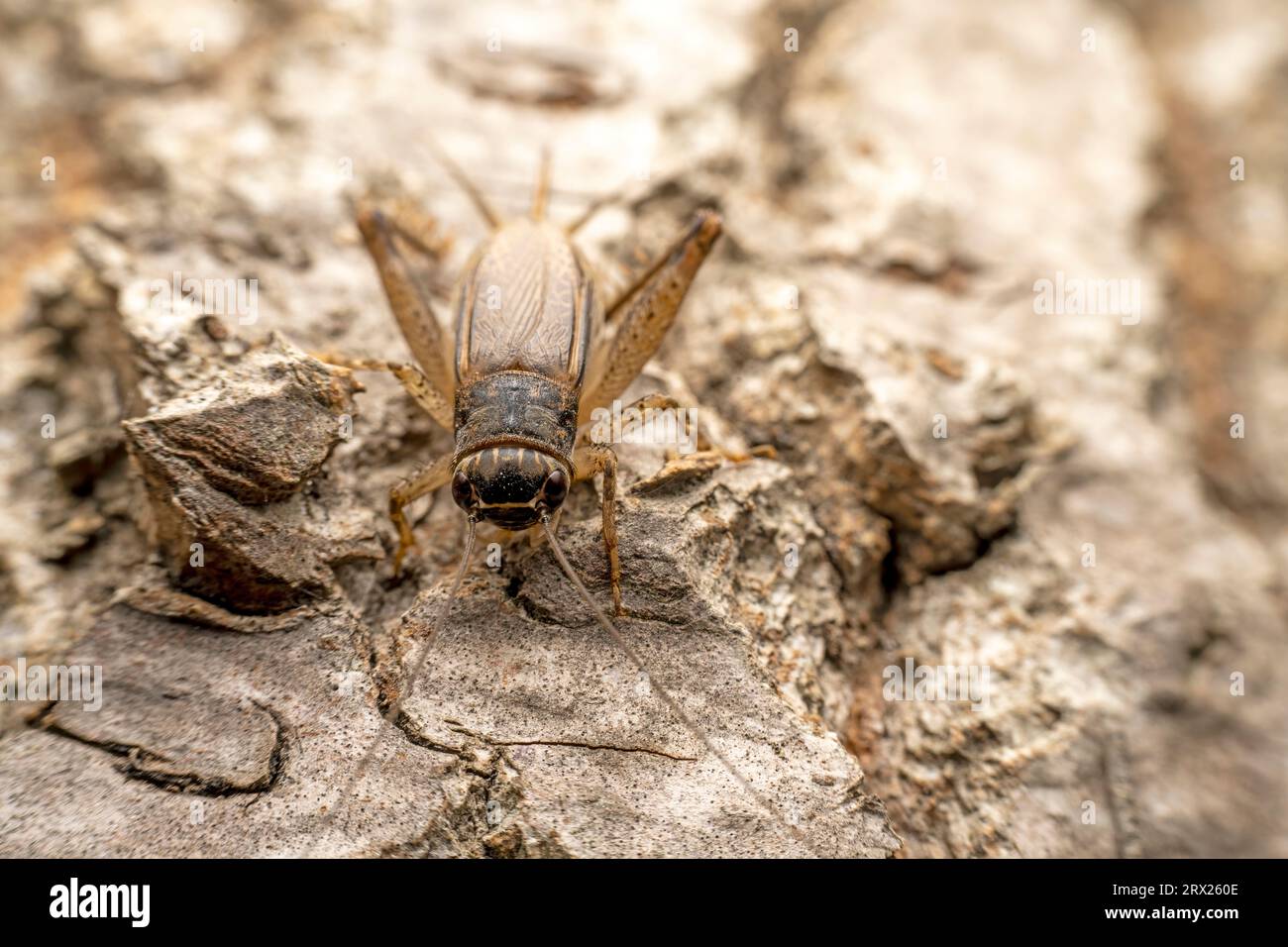 cricket in the wild state Stock Photo - Alamy