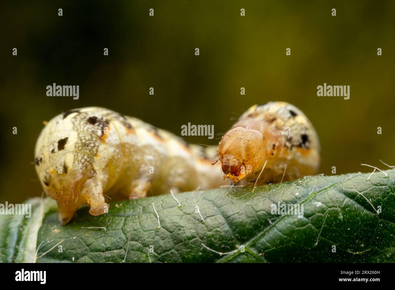 Spodoptera litura hi-res stock photography and images - Alamy
