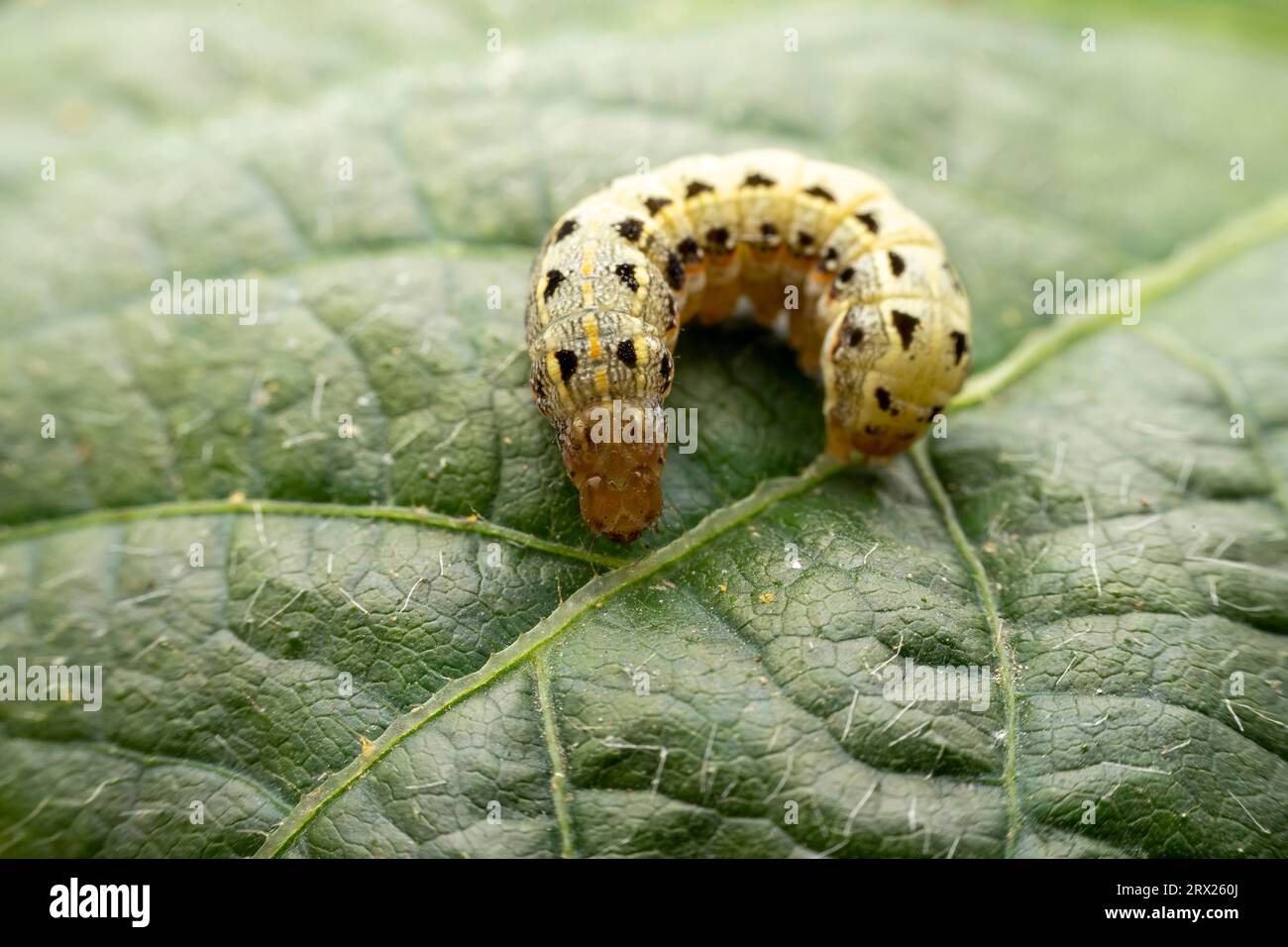 Spodoptera litura larva in the wild state Stock Photo - Alamy