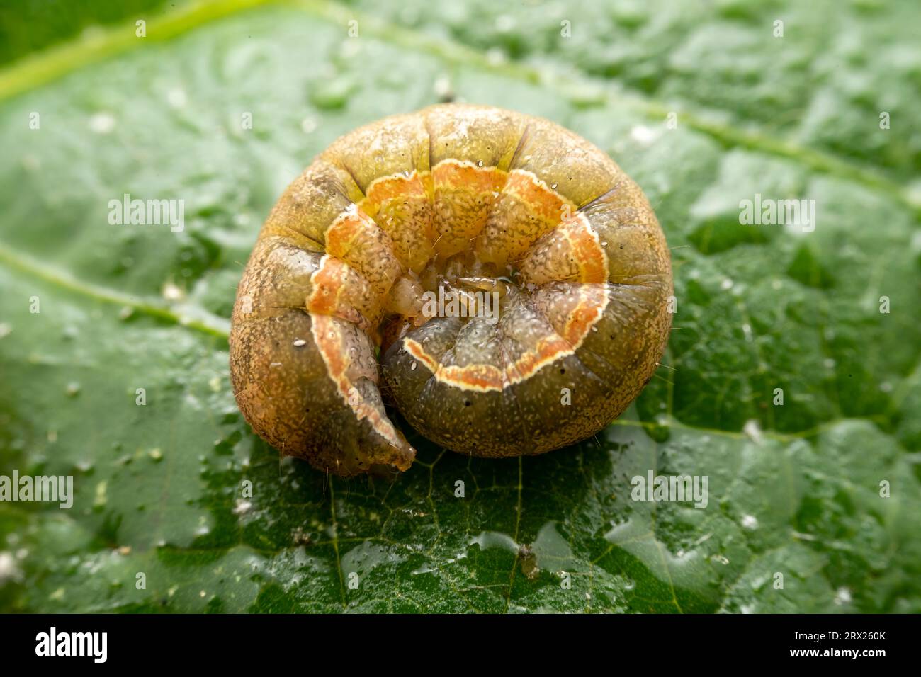 Spodoptera litura larva in the wild state Stock Photo - Alamy