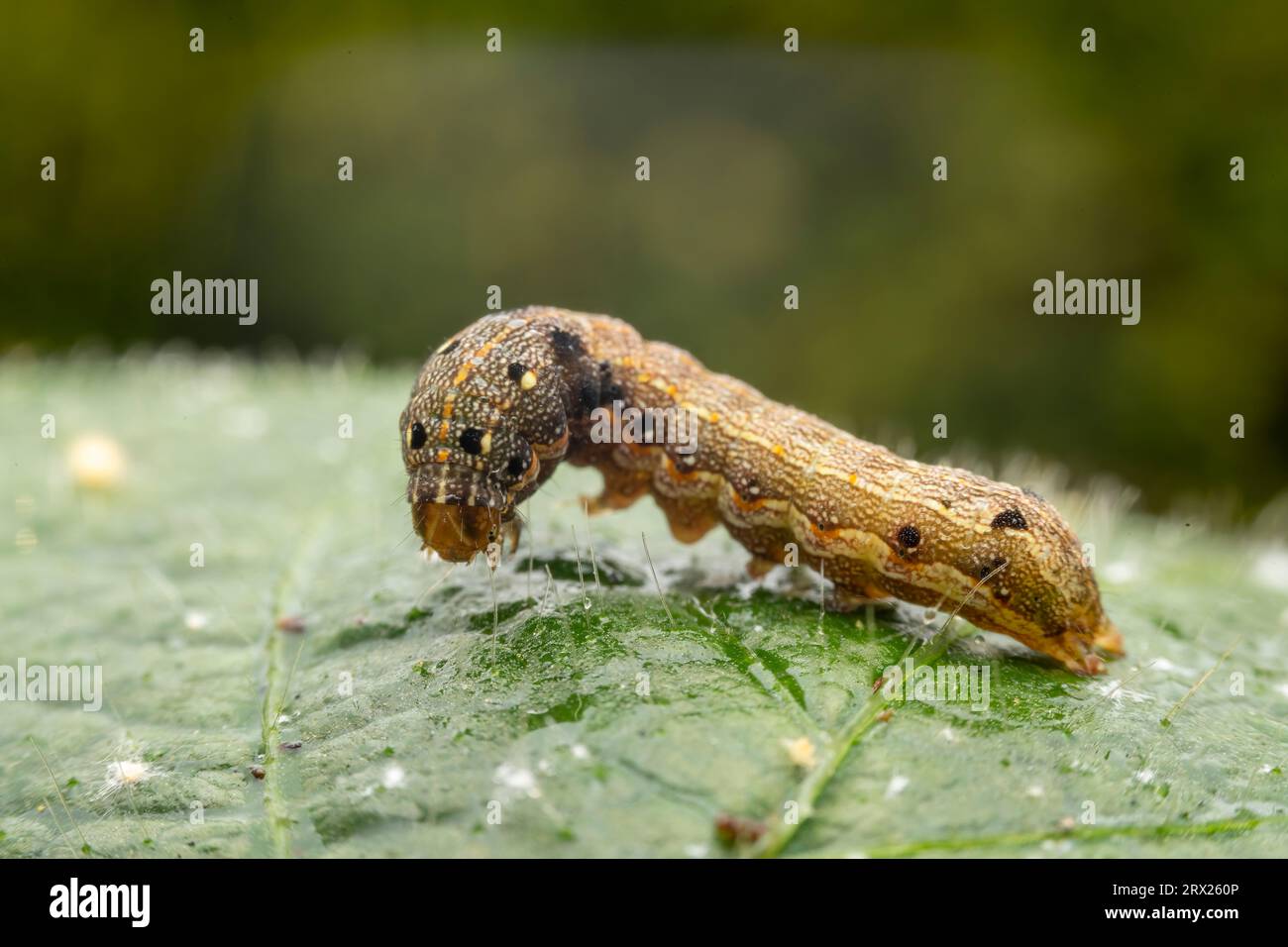 Spodoptera litura larva in the wild state Stock Photo - Alamy