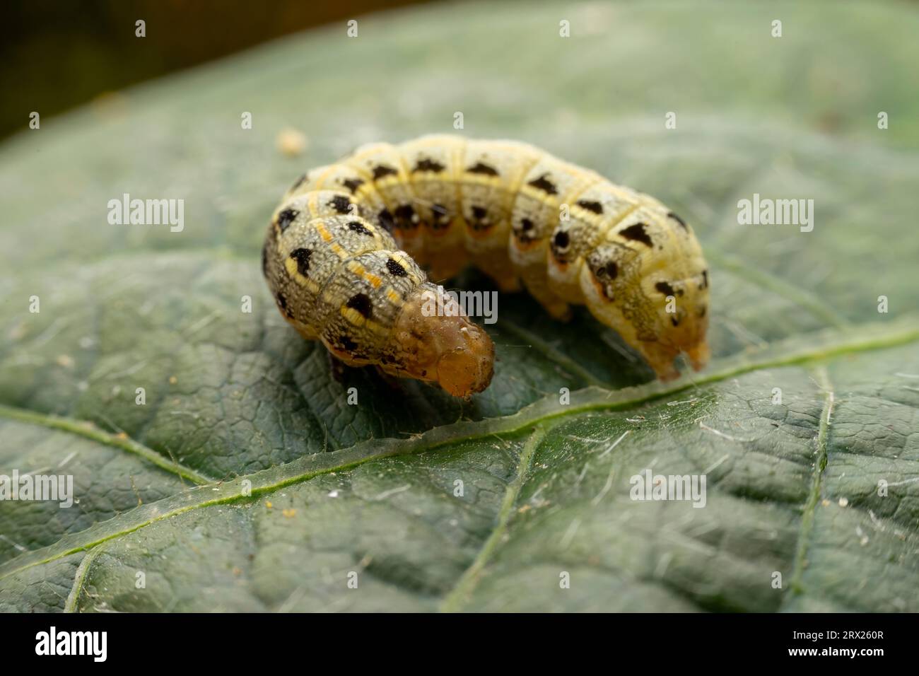 Spodoptera litura hi-res stock photography and images - Alamy
