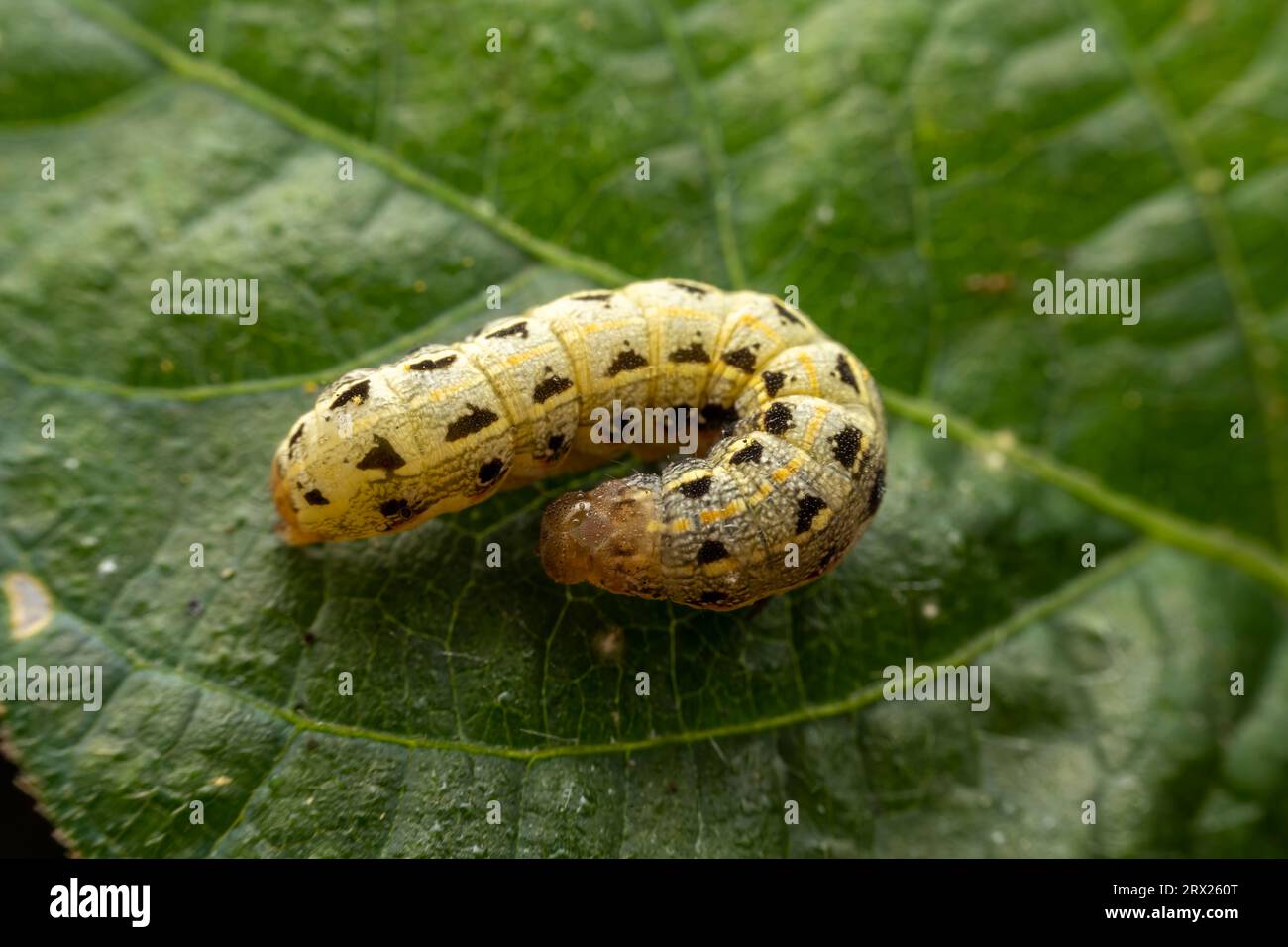 Spodoptera litura larva in the wild state Stock Photo - Alamy