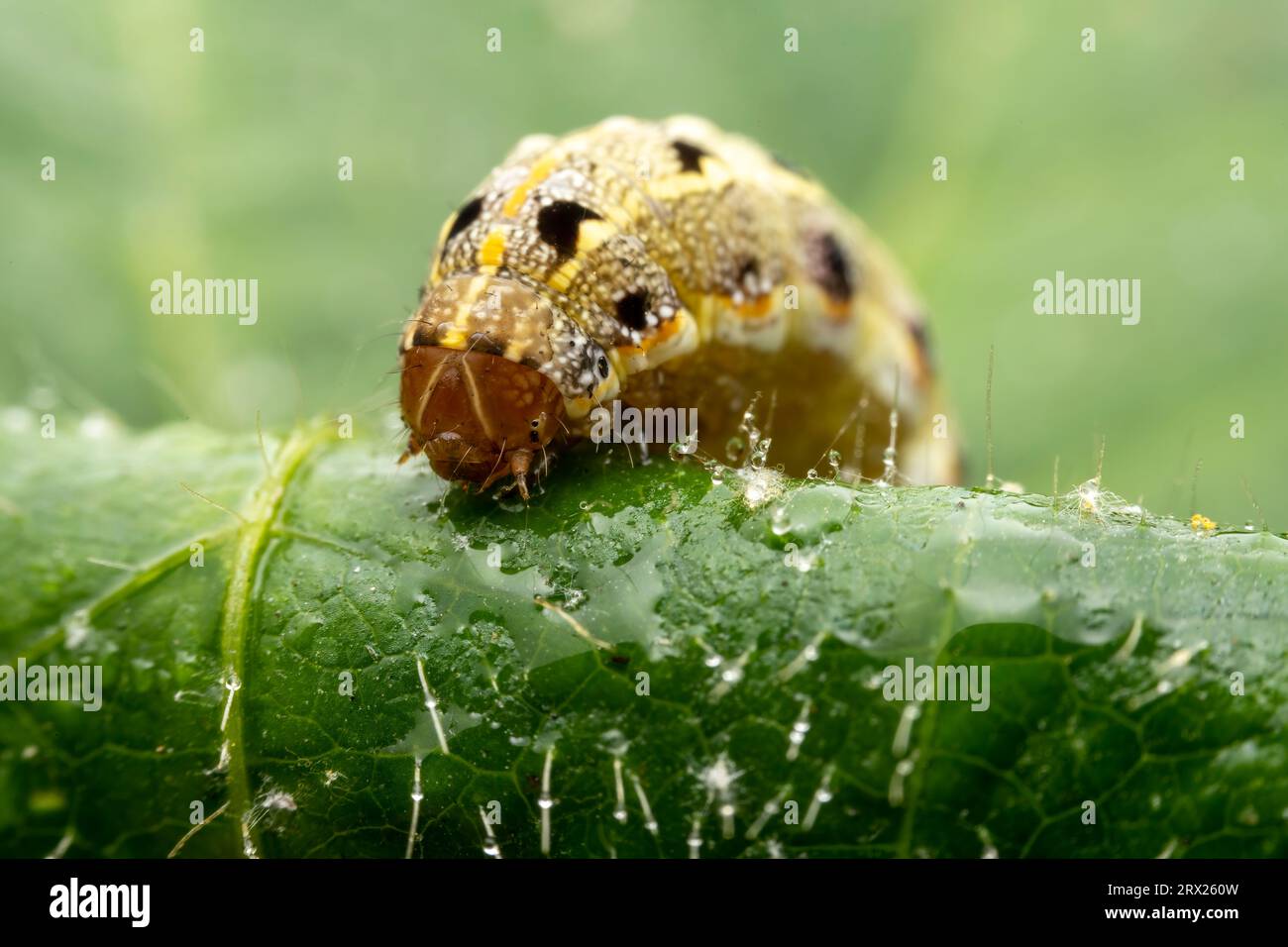 Spodoptera litura hi-res stock photography and images - Alamy