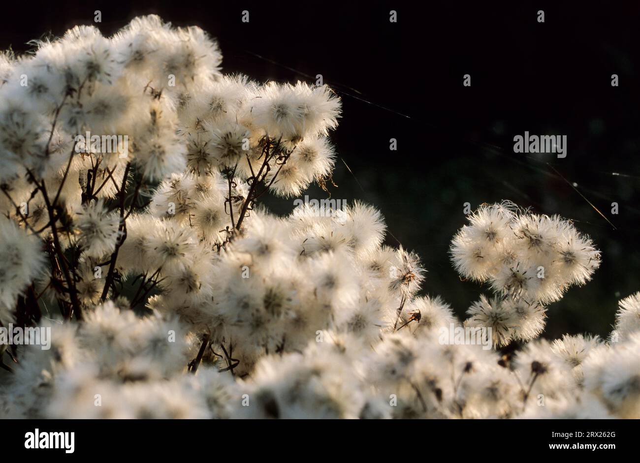 Strand-Aster ripe flowers at the North Sea coast (Salt Aster) (Pannonia ...