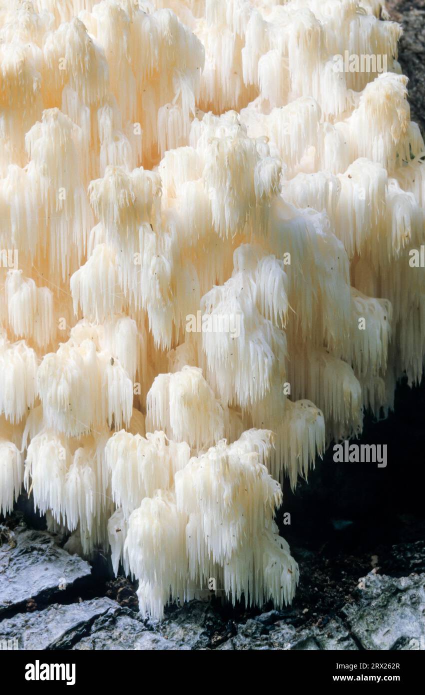 Coral Tooth Fungus grows on dead hardwood mostly on European Beeches ...