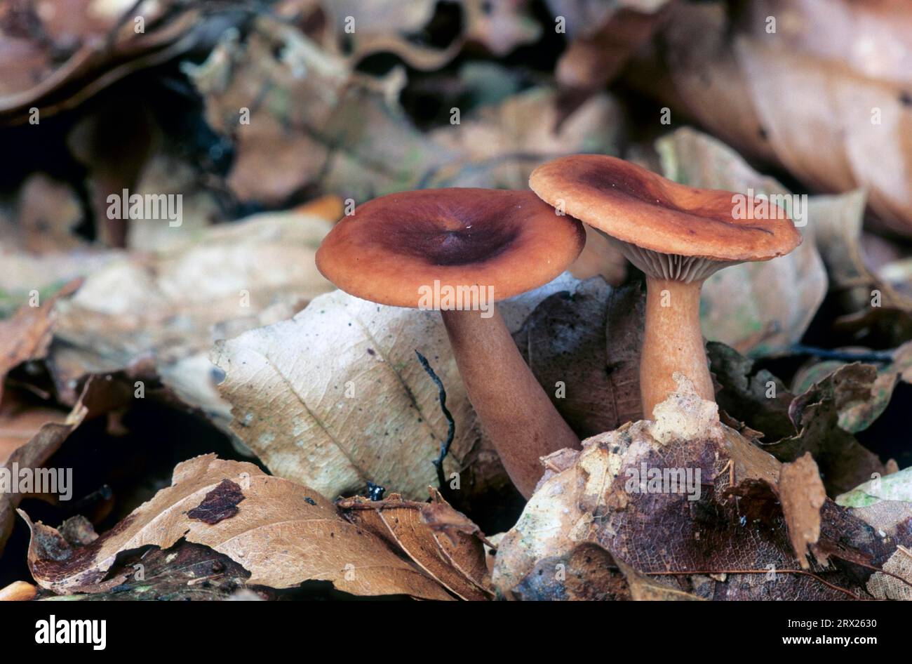 Beech milk cap hi-res stock photography and images - Alamy