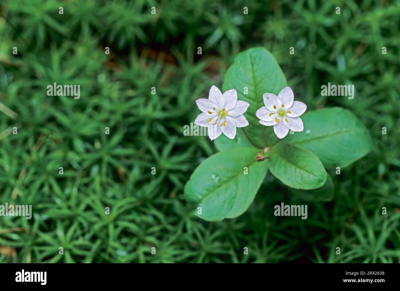 Seven-pointed Star its name refers to the flower with seven petals ...